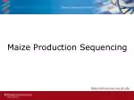PPT - Sequencing the Maize Genome PowerPoint Presentation, free ...