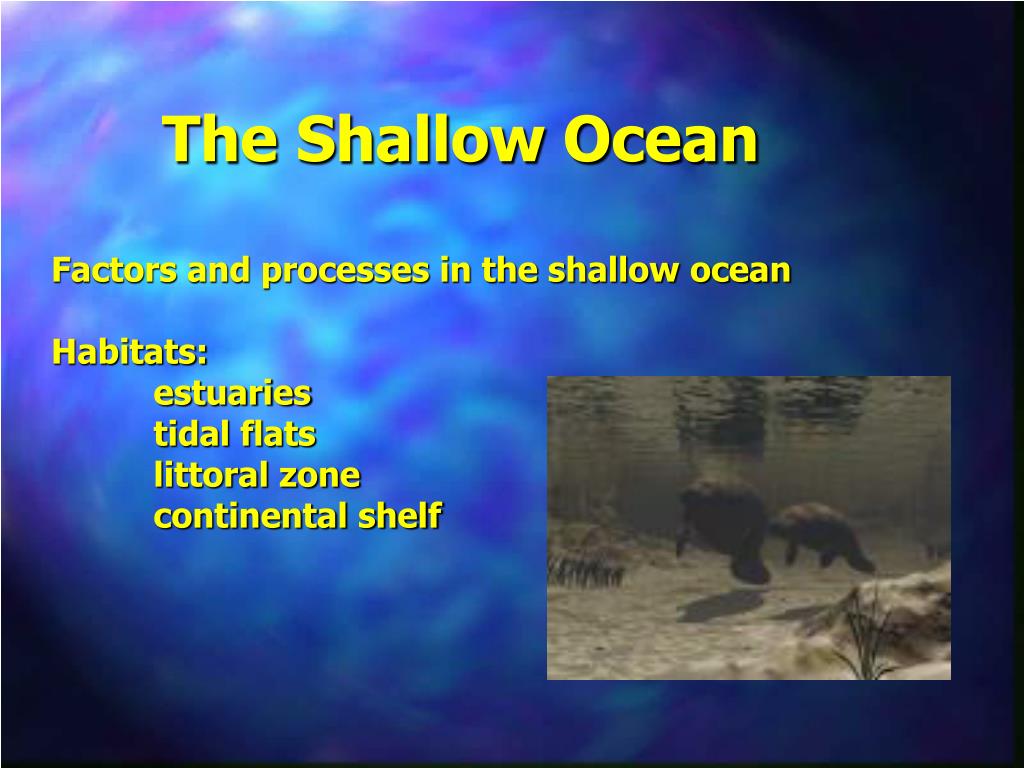 PPT - The Shallow Ocean PowerPoint Presentation, free download - ID:4496096