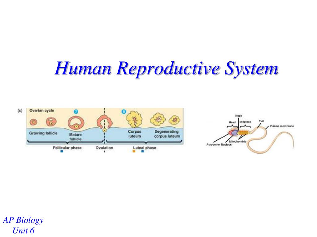 PPT - Human Reproductive System PowerPoint Presentation, free download ...
