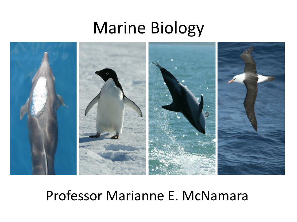 PPT - Marine Biology PowerPoint Presentation, free download - ID:4506674