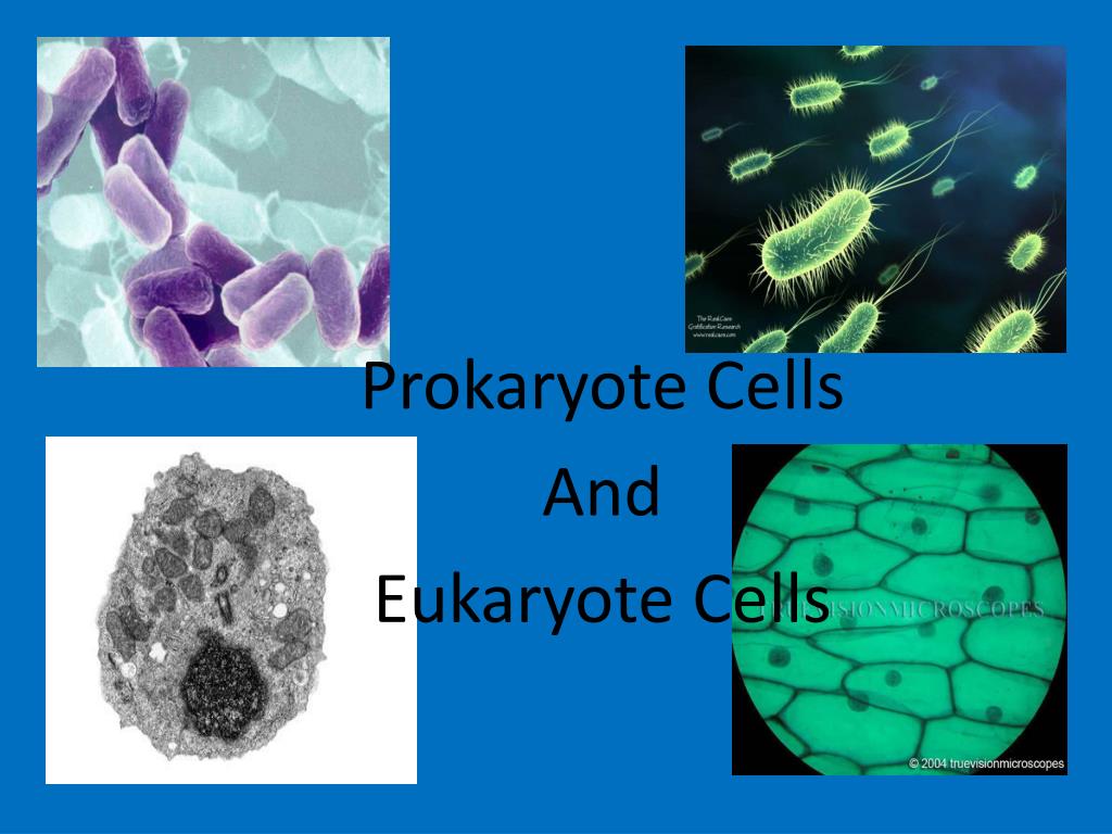 PPT - Prokaryote Cells And Eukaryote Cells PowerPoint Presentation ...