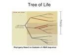 PPT - THE TREE OF LIFE (Genesis 3:22) PowerPoint Presentation, free ...