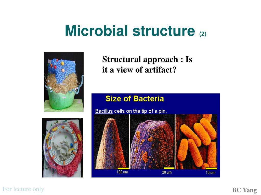 PPT - Microbial structure (2) PowerPoint Presentation, free download ...