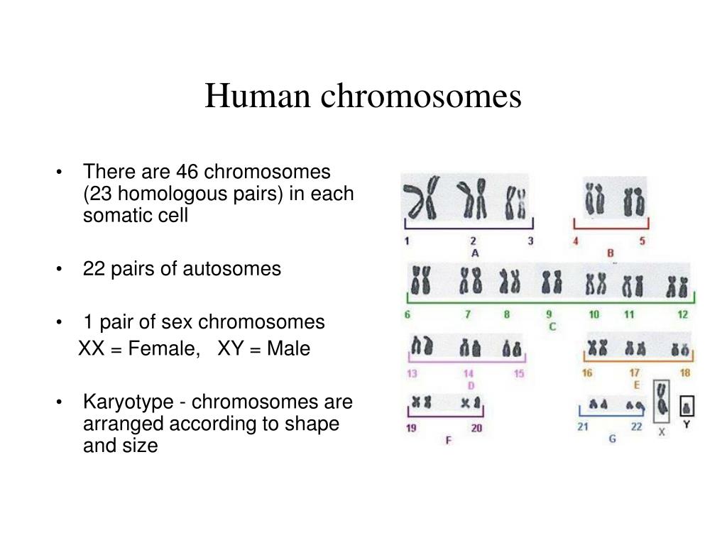 PPT - Human chromosomes PowerPoint Presentation, free download - ID:4521425