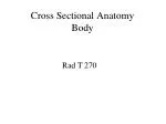 PPT - Cross Sectional Anatomy PowerPoint Presentation, free download ...