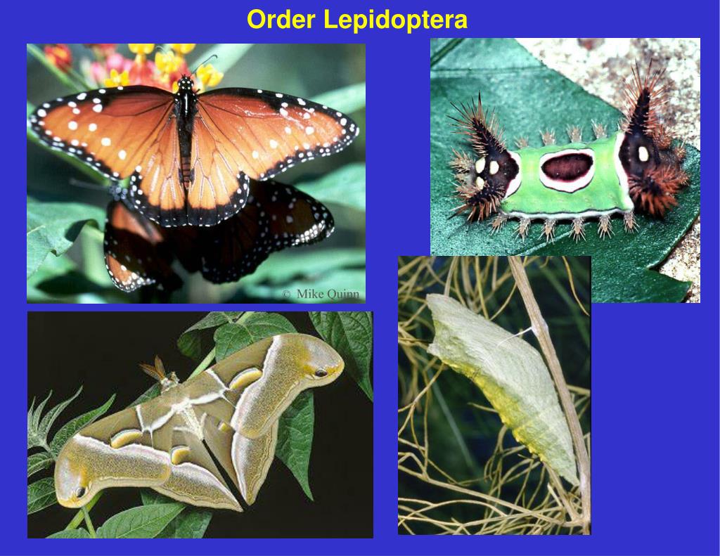 PPT - Order Lepidoptera PowerPoint Presentation, free download - ID:4529172