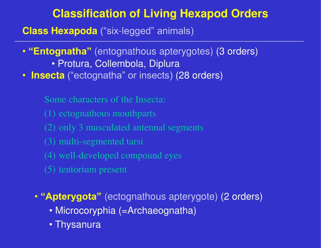 PPT - Classification of Living Hexapod Orders PowerPoint Presentation ...