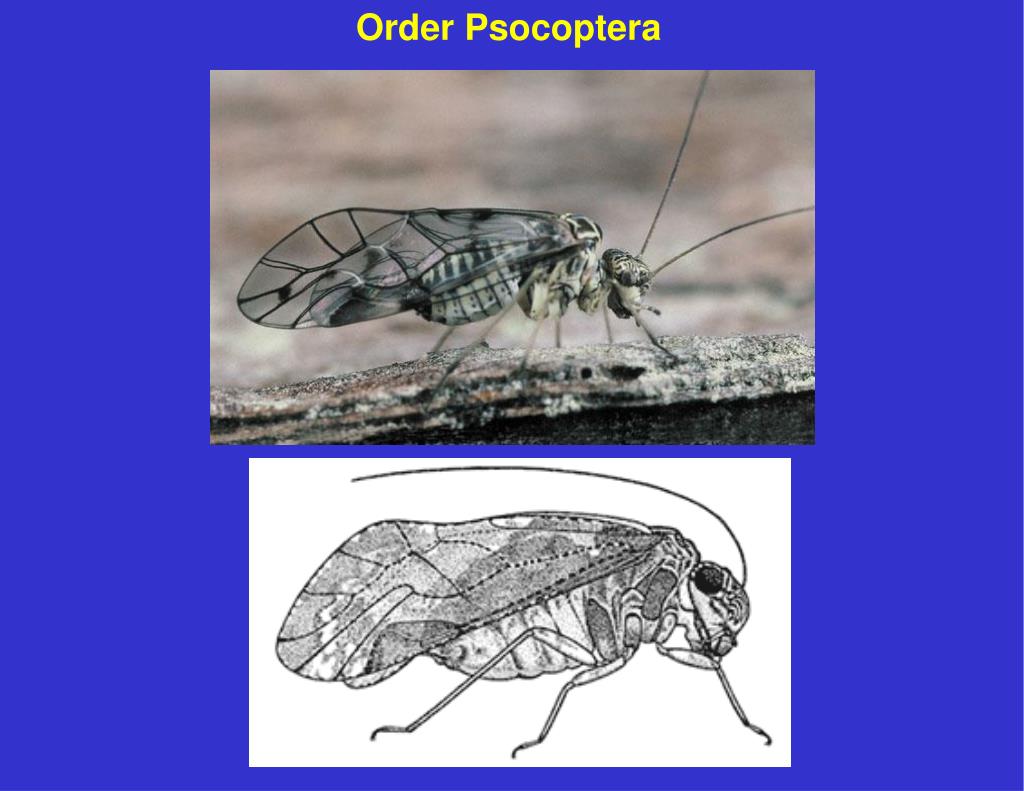PPT - Order Psocoptera PowerPoint Presentation, free download - ID:4529794