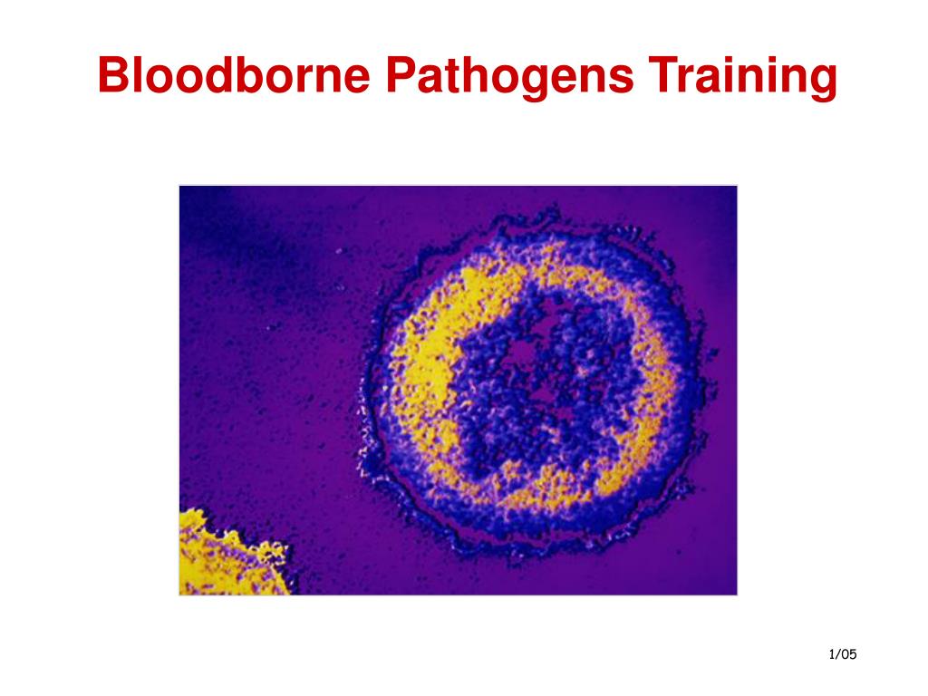 PPT - Bloodborne Pathogens Training PowerPoint Presentation, free ...