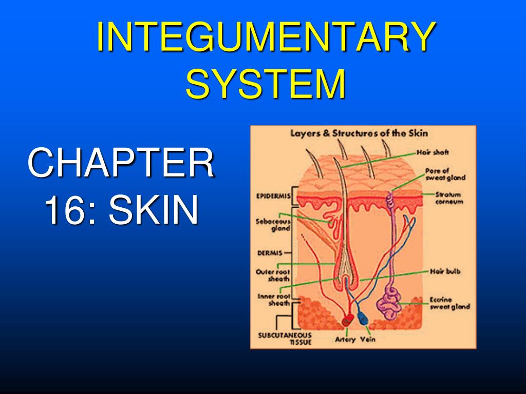 PPT - INTEGUMENTARY SYSTEM PowerPoint Presentation, free download - ID ...