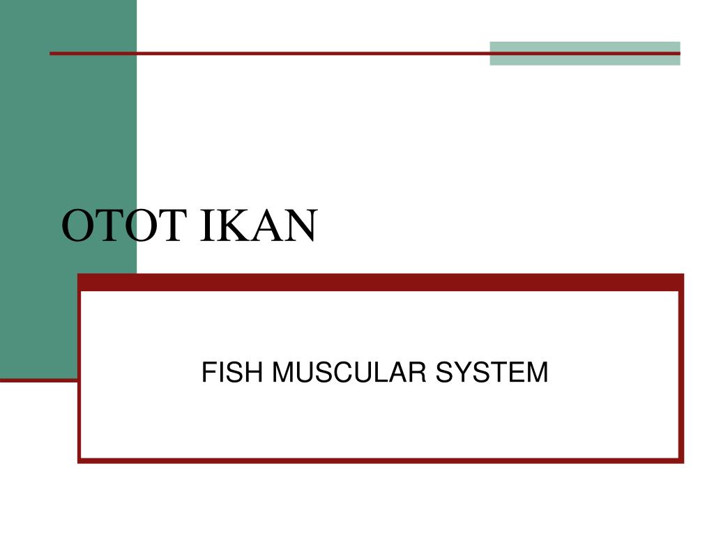 PPT - OTOT IKAN PowerPoint Presentation, free download - ID:4548150