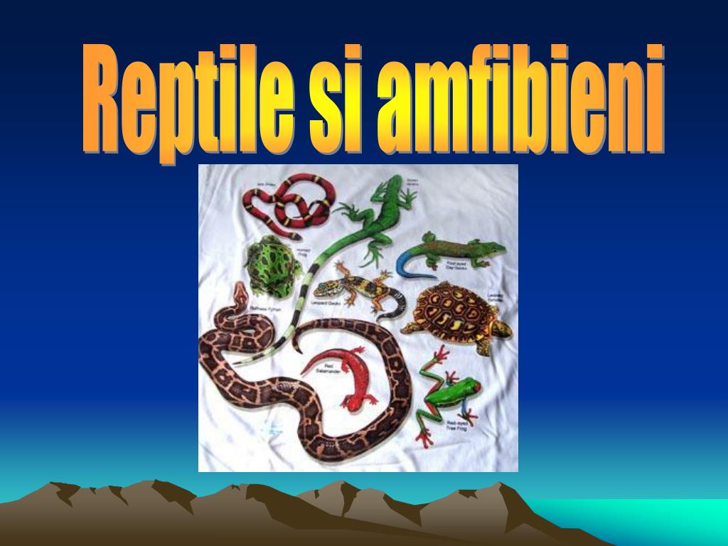 PPT - Reptile si amfibieni PowerPoint Presentation, free download - ID ...