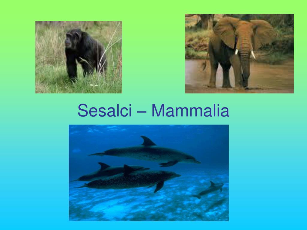 PPT - Sesalci – Mammalia PowerPoint Presentation, free download - ID ...