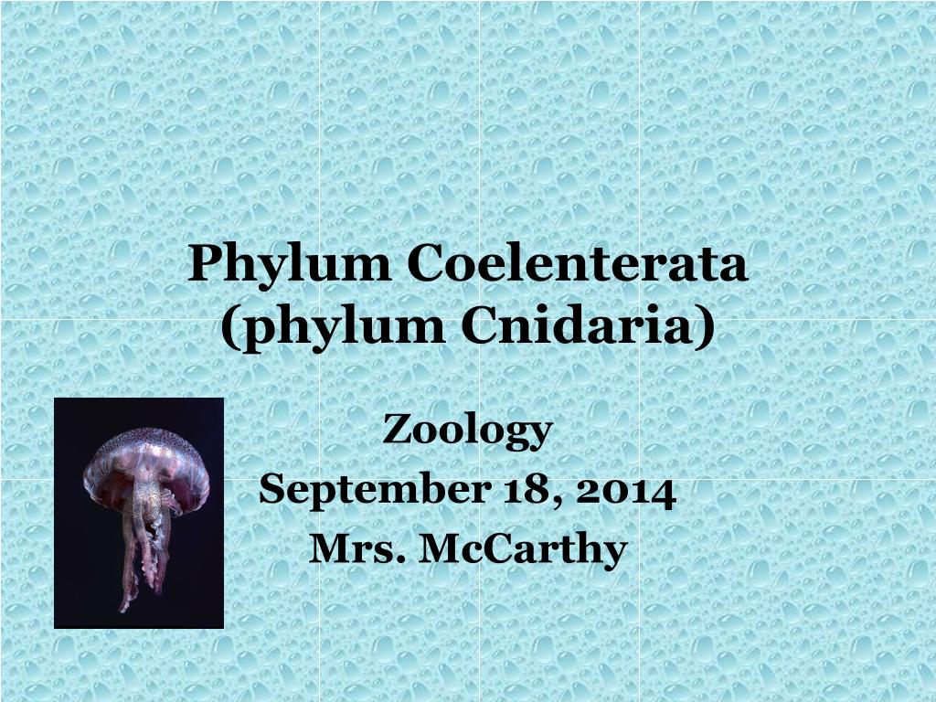 PPT - Phylum Coelenterata (phylum Cnidaria) PowerPoint Presentation ...
