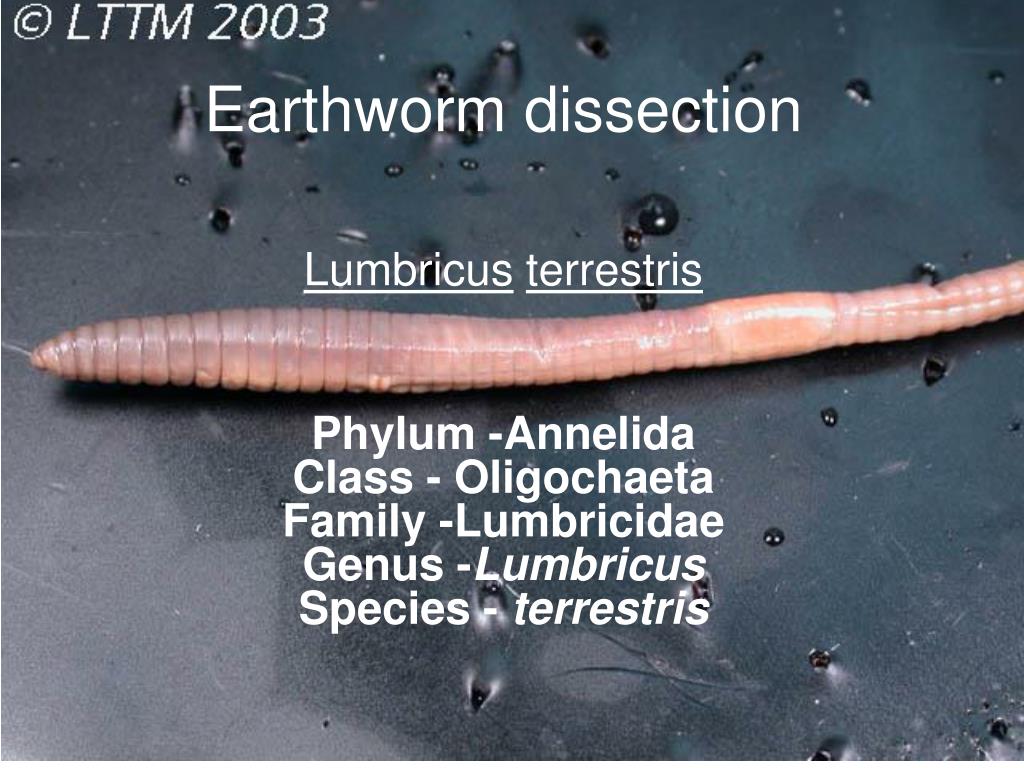 PPT - Earthworm dissection PowerPoint Presentation, free download - ID:4555333