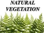 PPT - VEGETATION ANALYSIS PowerPoint Presentation, free download - ID ...