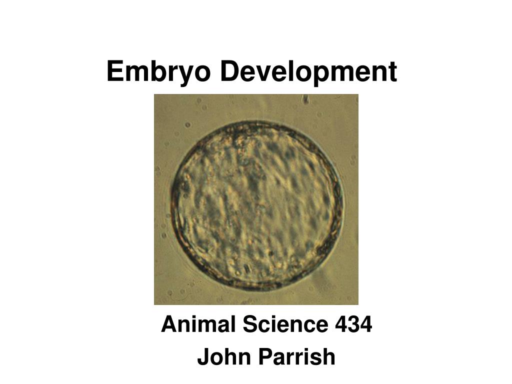 PPT - Embryo Development PowerPoint Presentation, free download - ID ...