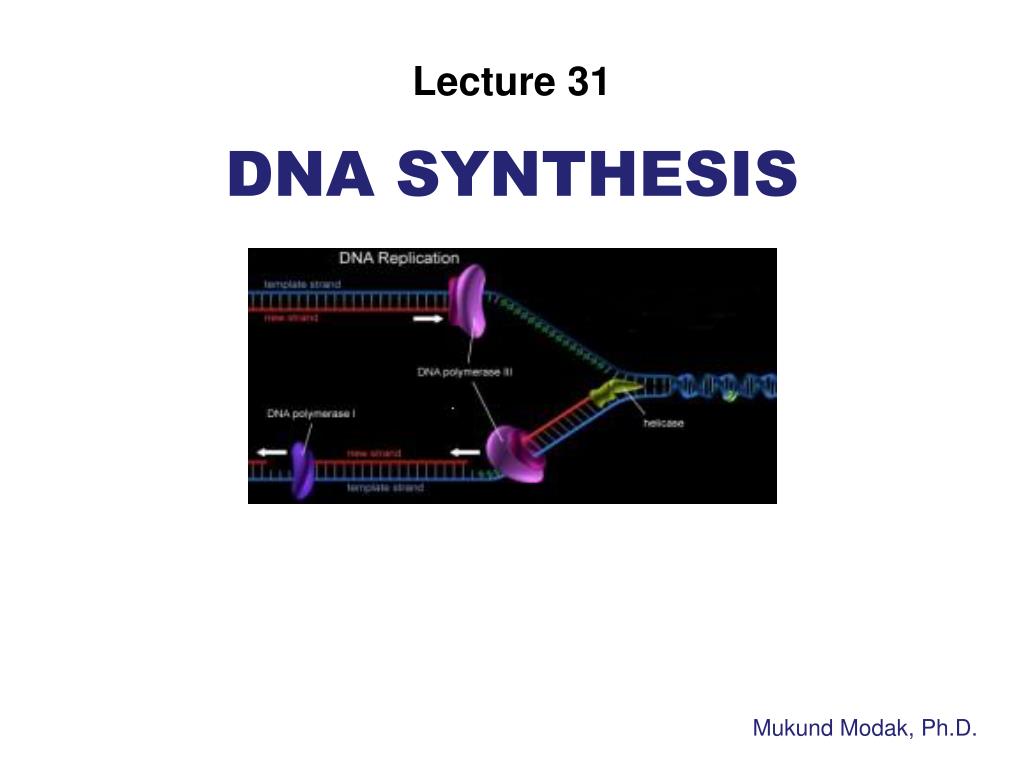 PPT - DNA Synthesis PowerPoint Presentation, free download - ID:4570224