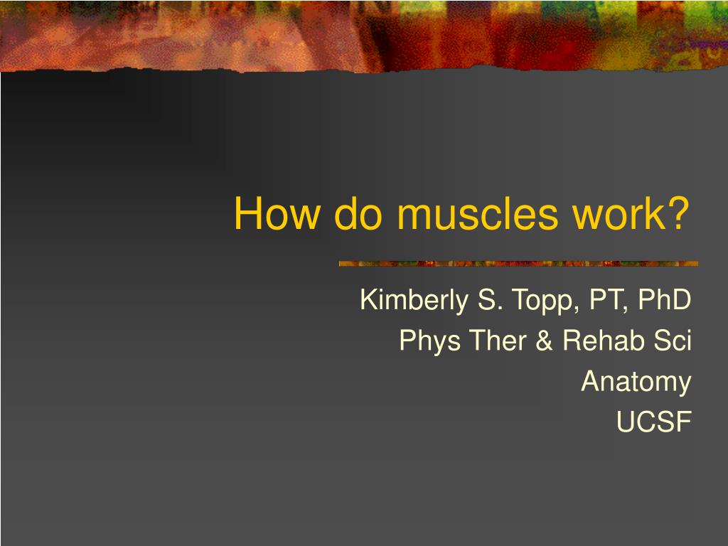 PPT - How do muscles work? PowerPoint Presentation, free download - ID ...
