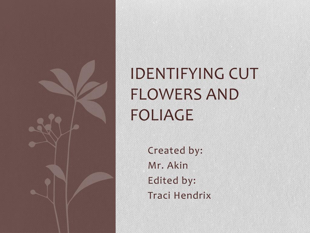 PPT - Identifying Cut Flowers and Foliage PowerPoint Presentation, free ...