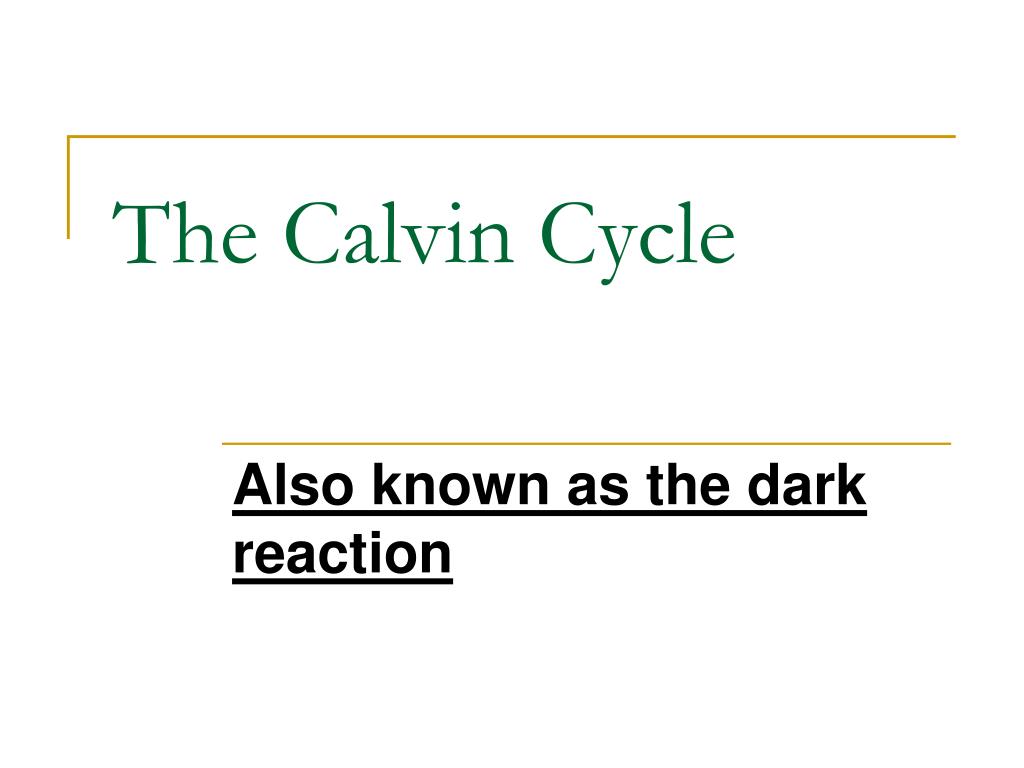 PPT - The Calvin Cycle PowerPoint Presentation, free download - ID:4584518
