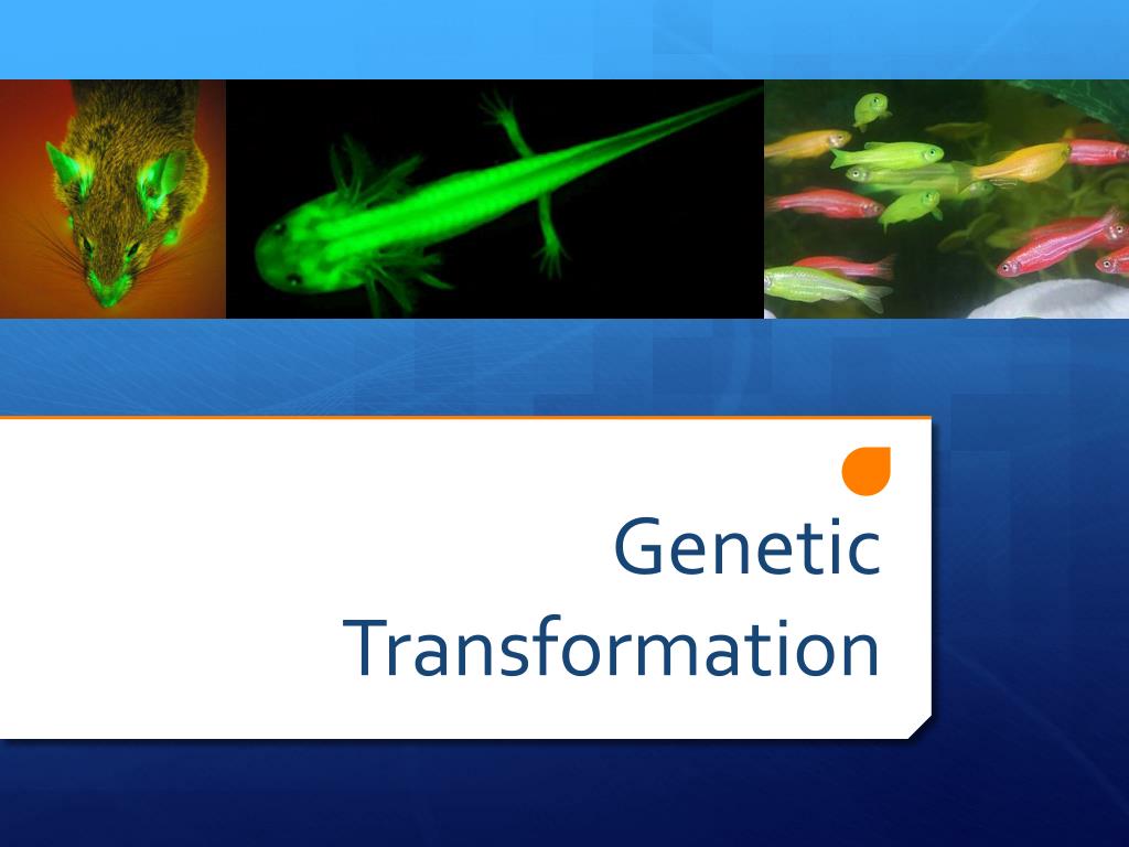 PPT - Genetic Transformation PowerPoint Presentation, free download ...