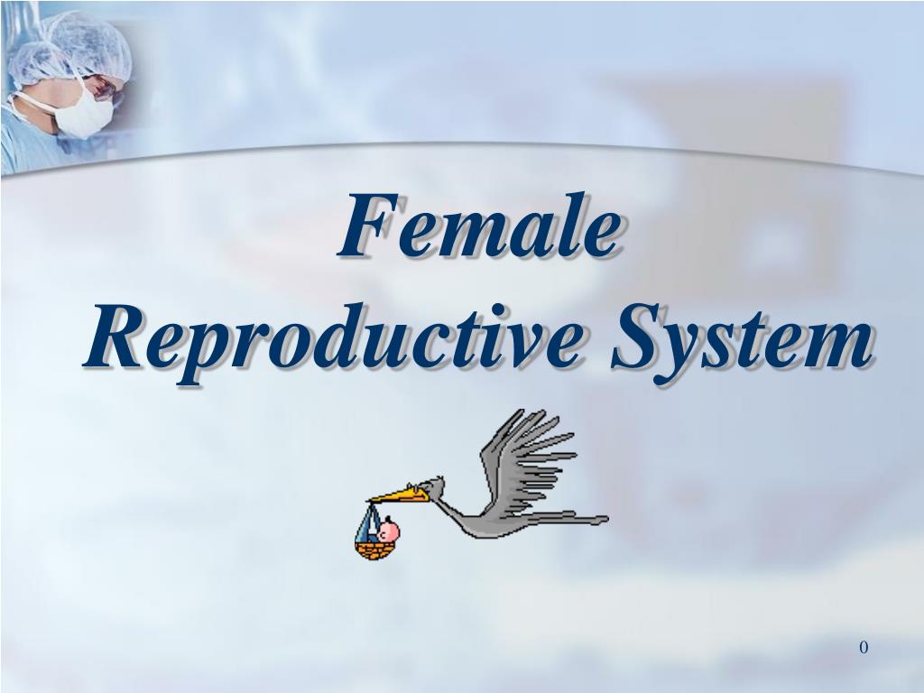 PPT - Female Reproductive System PowerPoint Presentation, free download ...