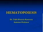 PPT - Hematopoiesis PowerPoint Presentation, free download - ID:4122509