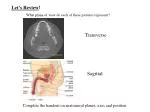 PPT - Structures of the Half-Head (Mid-Sagittal View) PowerPoint ...