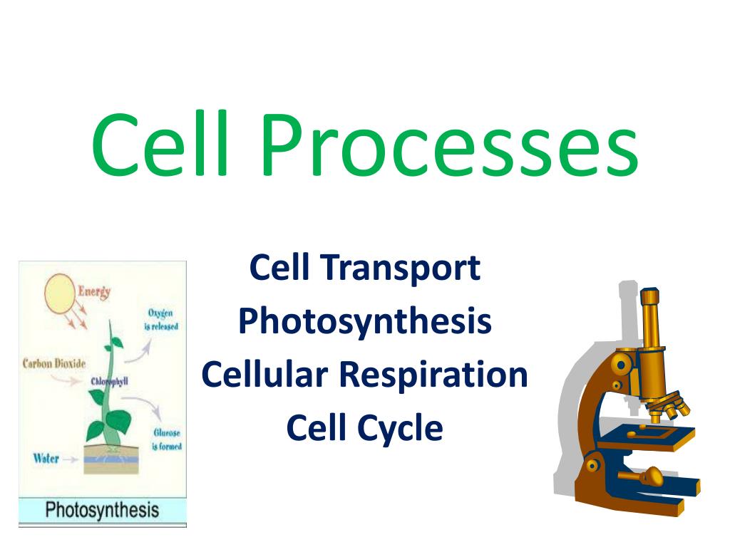 PPT - Cell Processes PowerPoint Presentation, free download - ID:4602139