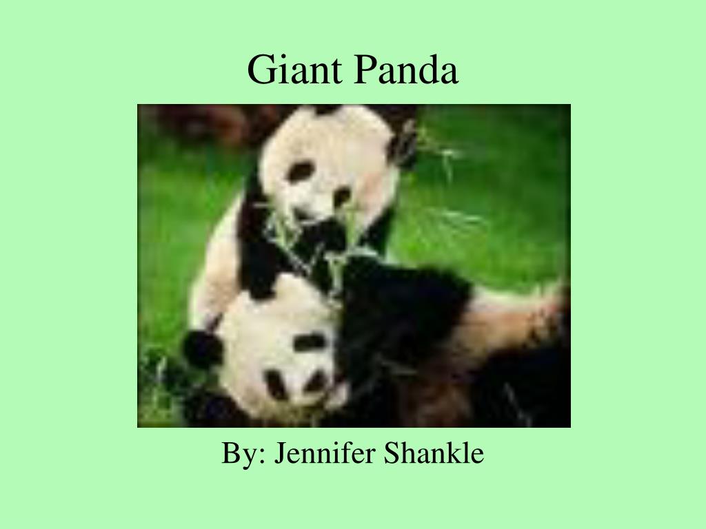 PPT - Giant Panda PowerPoint Presentation, free download - ID:4605198