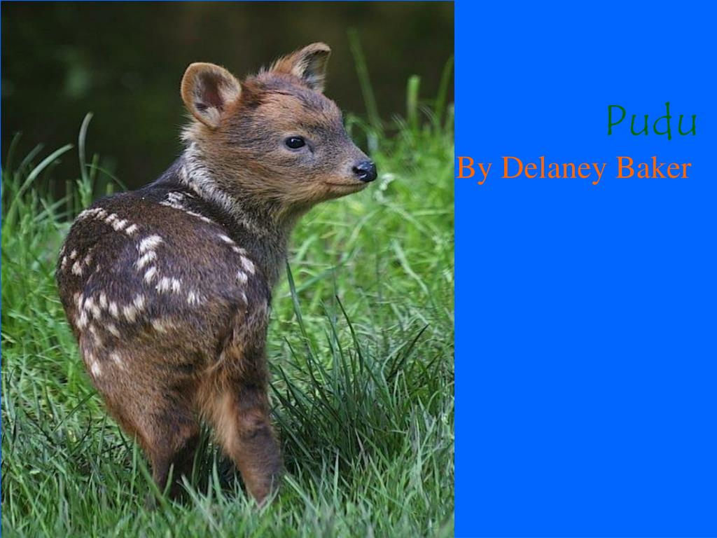PPT - Pudu PowerPoint Presentation, free download - ID:4608439