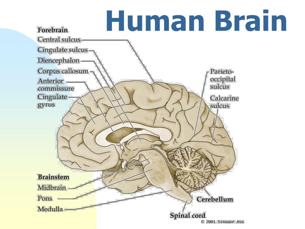 PPT - Human Brain PowerPoint Presentation, free download - ID:4609145
