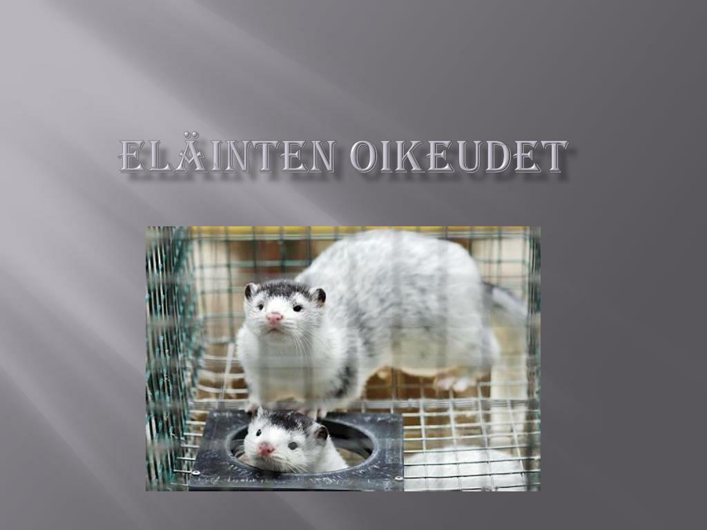 PPT - Eläinten oikeudet PowerPoint Presentation, free download - ID:4610813