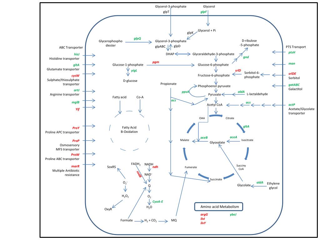PPT - Glycerol-3-phosphate PowerPoint Presentation, free download - ID ...