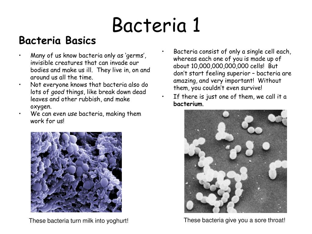 PPT - Bacteria 1 PowerPoint Presentation, free download - ID:4626035
