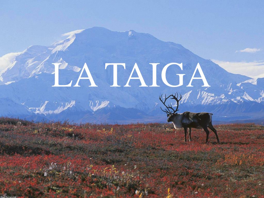 PPT - LA TAIGA PowerPoint Presentation, free download - ID:4626902