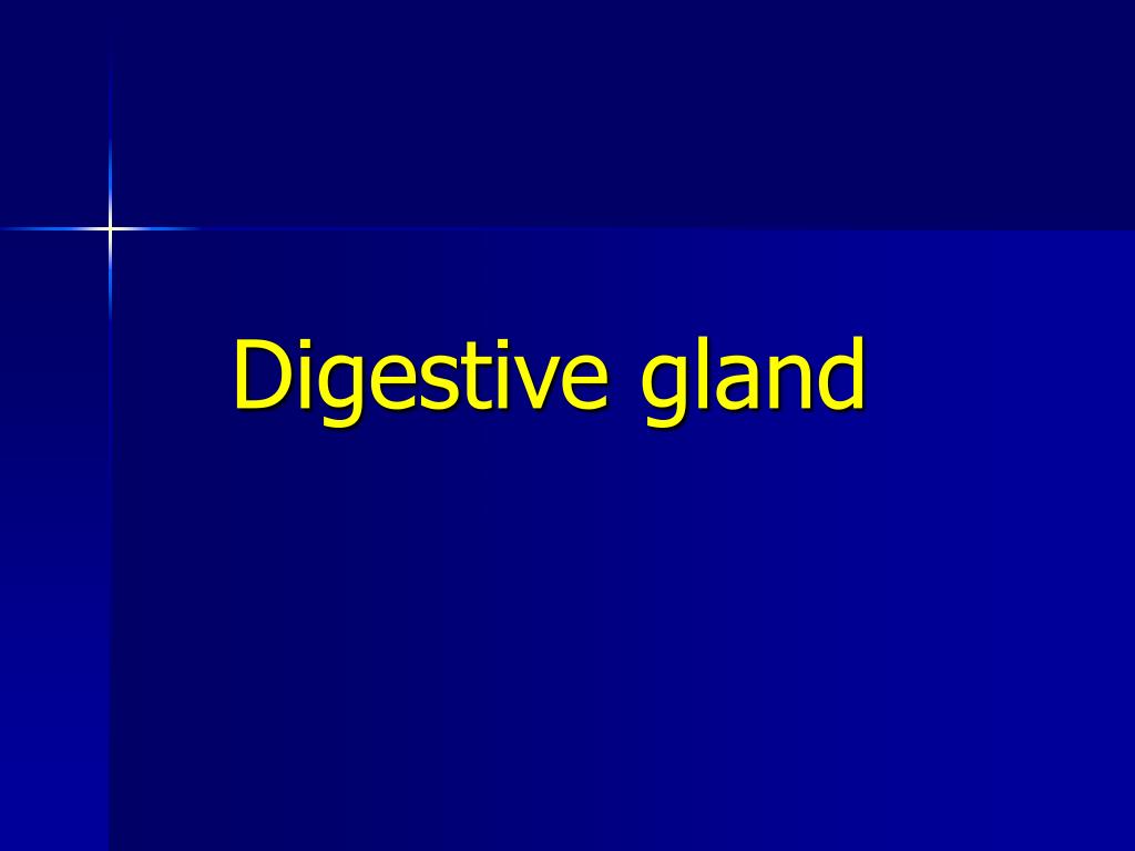 PPT - Digestive gland PowerPoint Presentation, free download - ID:4632740