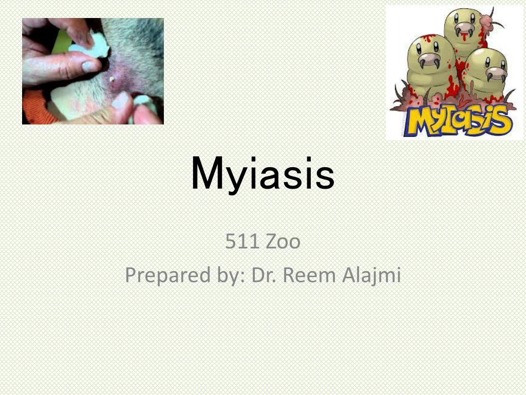 PPT - Myiasis PowerPoint Presentation, free download - ID:4639144