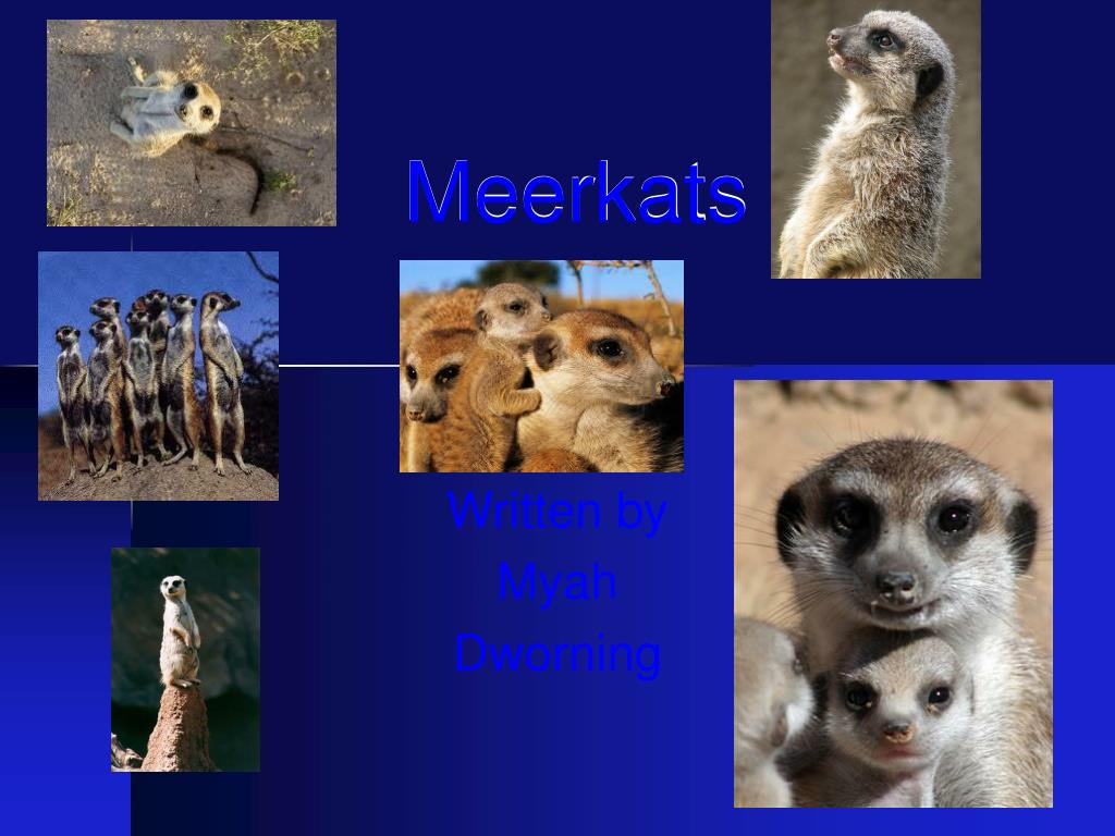 PPT - Meerkats PowerPoint Presentation, free download - ID:4640518