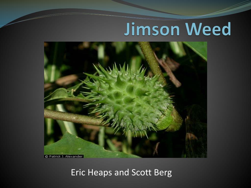 PPT - Jimson Weed PowerPoint Presentation, free download - ID:4643836