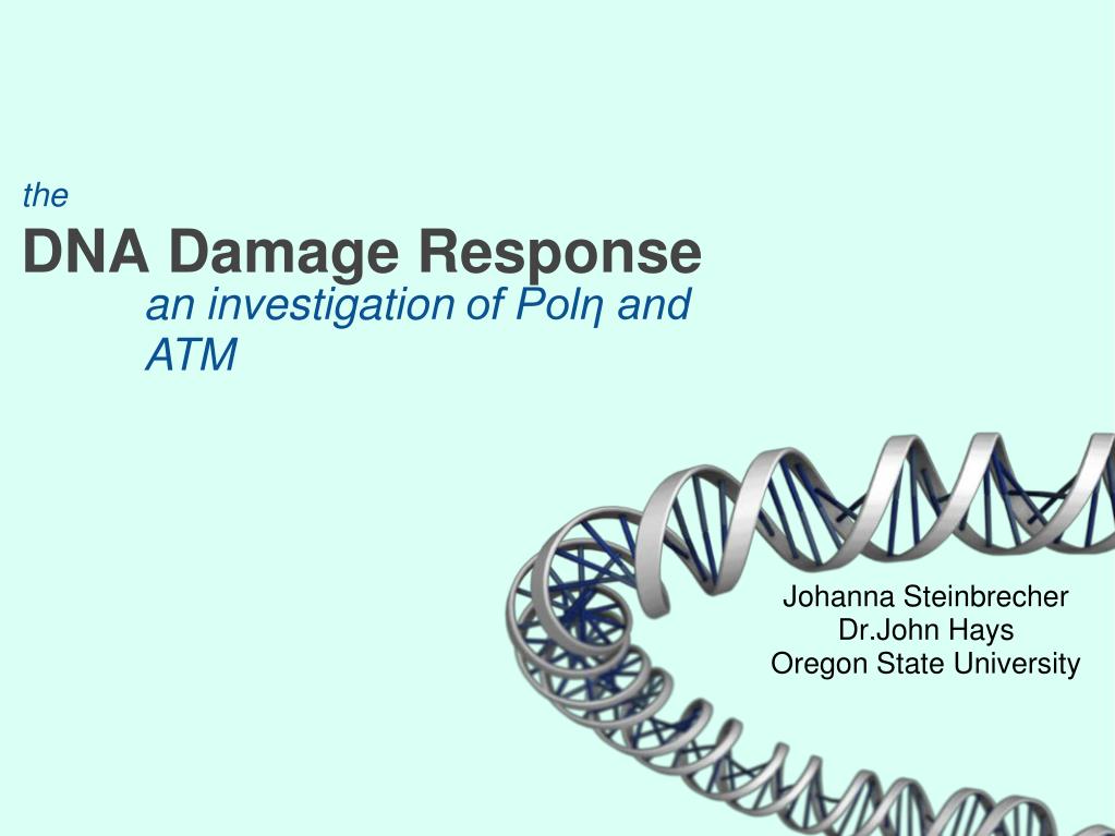 PPT - the DNA Damage Response PowerPoint Presentation, free download ...