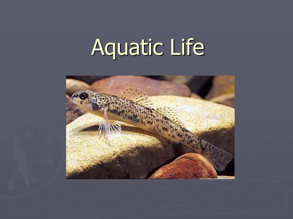 PPT - Aquatic Life PowerPoint Presentation, free download - ID:4648592