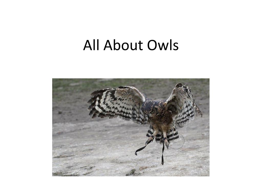PPT - All About Owls PowerPoint Presentation, free download - ID:4653457