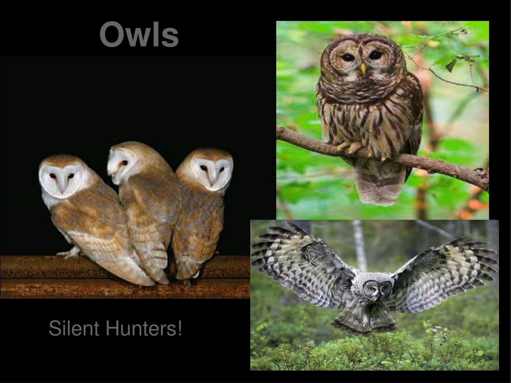 PPT - Owls PowerPoint Presentation, free download - ID:4653798
