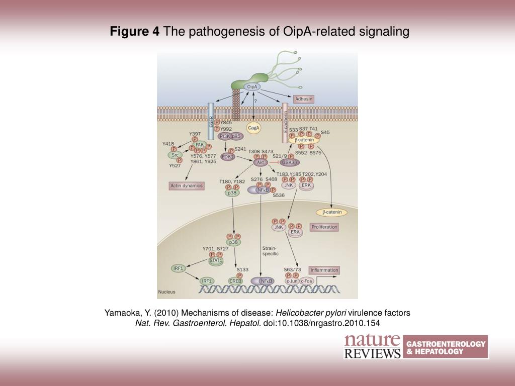 PPT - Figure 4 The pathogenesis of OipA-related signaling PowerPoint ...