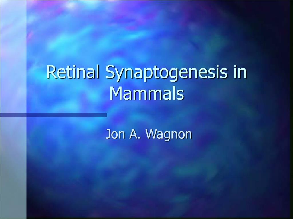 PPT - Retinal Synaptogenesis in Mammals PowerPoint Presentation, free ...