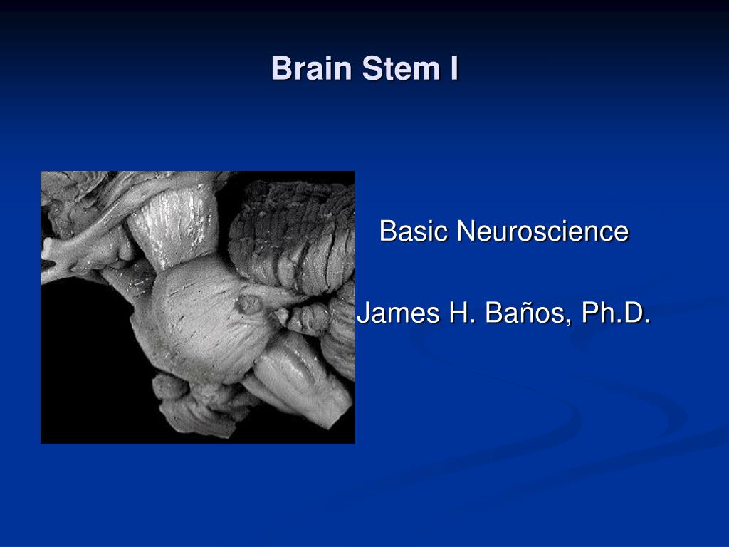 PPT - Brain Stem I PowerPoint Presentation, free download - ID:4674666