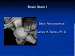 PPT - Localization of Brain Stem Lesions PowerPoint Presentation, free ...