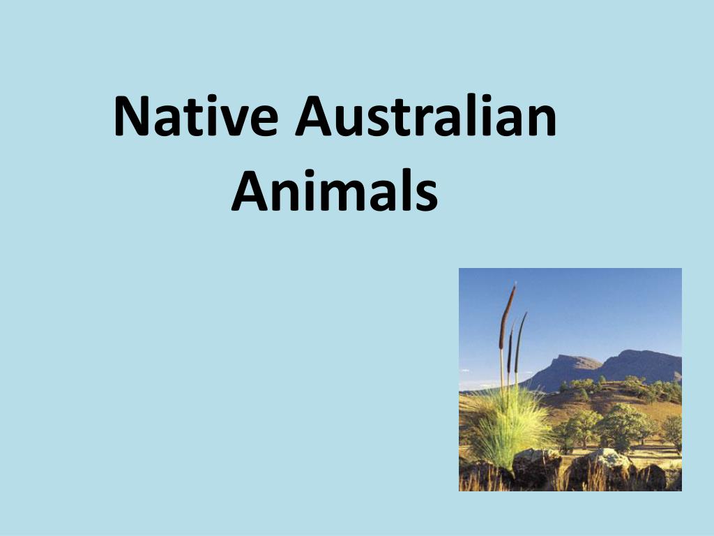 PPT - Native Australian Animals PowerPoint Presentation, free download ...